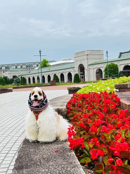 6月トレーニング後半: WANWAN Walker NEXT